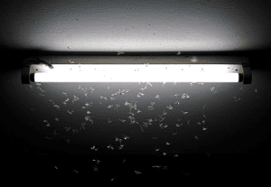 LED Lights & Bugs: Myth or Menace? (What Attracts Insects)